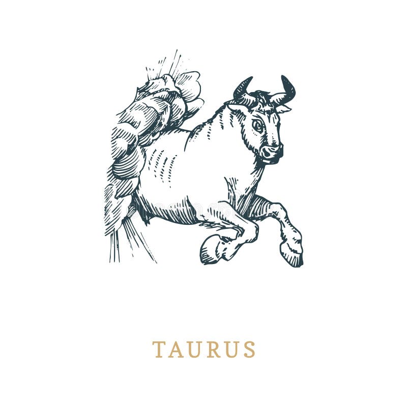 Taurus Zodiac Symbol Hand Drawn In Engraving Style Vector Graphic