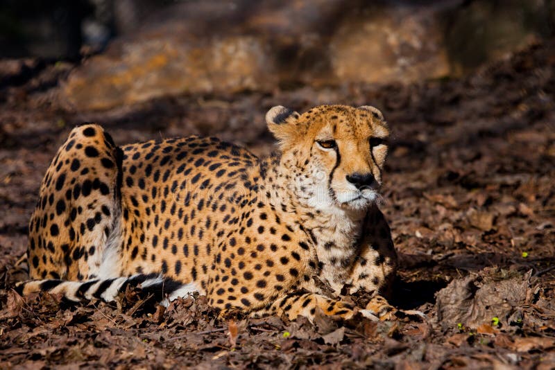 Taut. a Bright Red Cheetah is Resting and Looking Down on a Withered ...