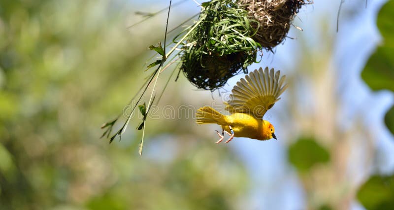 Golden Taveta Weaver Bird Species Stock Image - Image of wild, wildlife ...