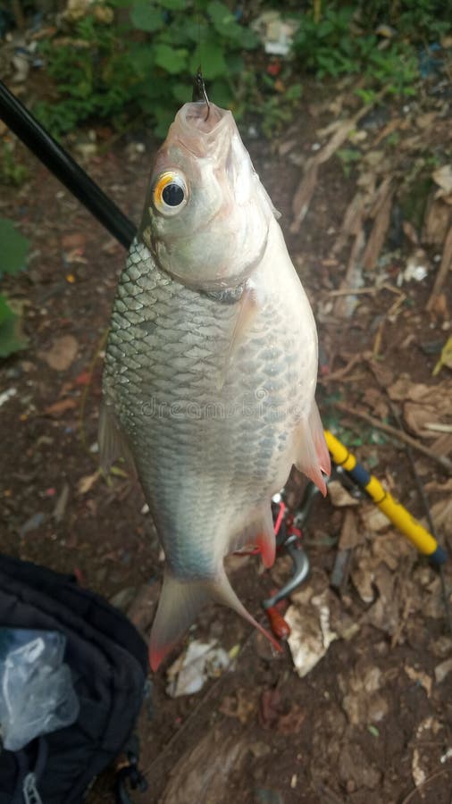 Tawes fish stock image. Image of tawes, swift, fish - 269691101