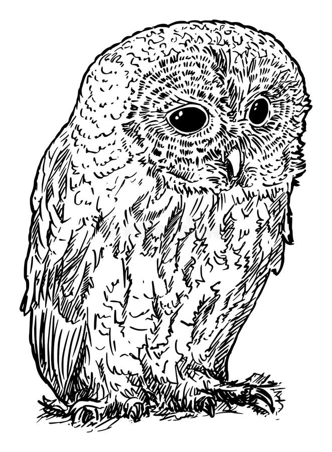 Tawny or Brown Owl Bird. Vector Drawing or Illustration Stock Vector ...
