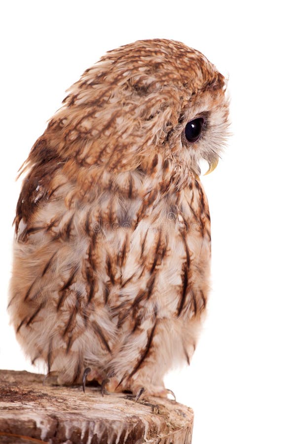 Tawny owl or brown owl stock photo. Image of aluco, eagle - 27315166