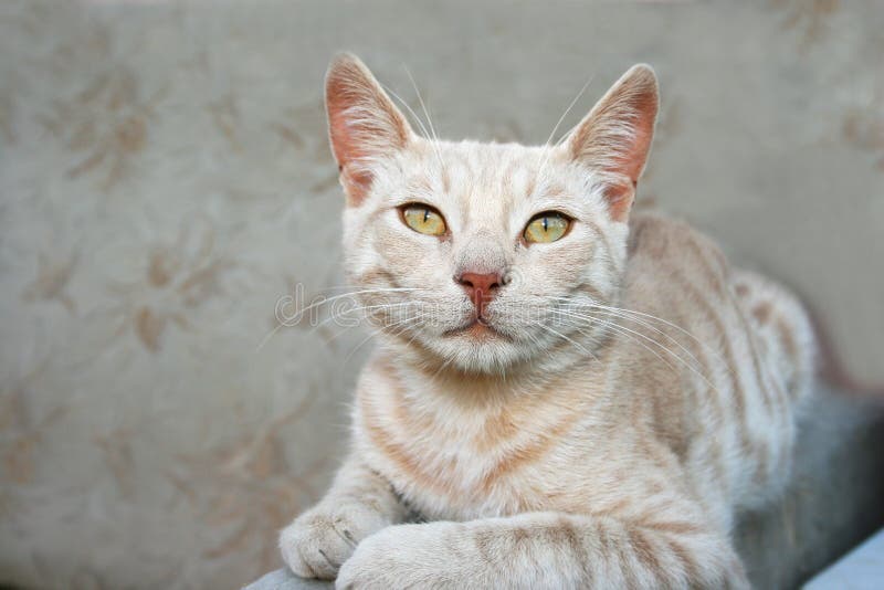 473 Tawny Cat Photos - Free & Royalty-Free Stock Photos from Dreamstime