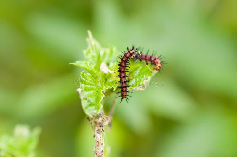 Tawny Coster Acraea Violae Caterpillars Stock Image - Image of violae ...