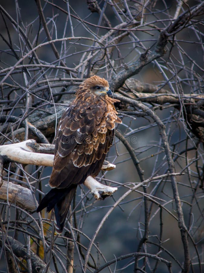 Tawny Eagle (Aquila Rapax) Sitting on the Dry Branch Stock Image ...