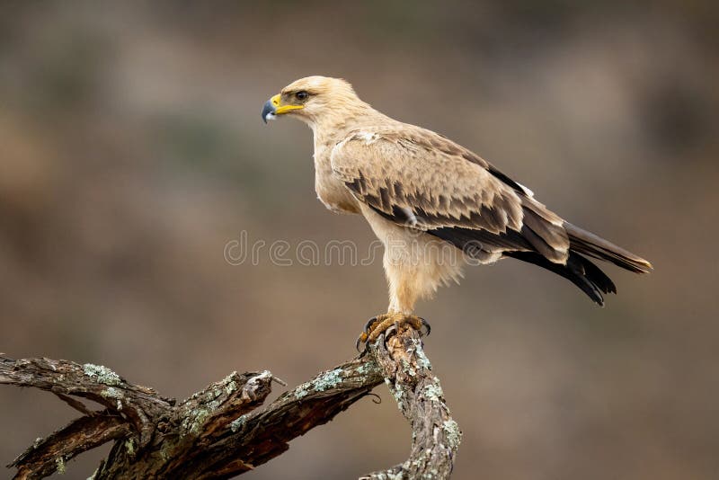 Tawny Eagle on Dead Branch Facing Left Stock Photo - Image of prey ...