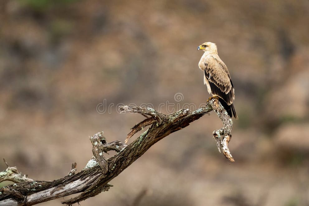 Tawny Eagle on Dead Branch in Profile Stock Photo - Image of predator ...