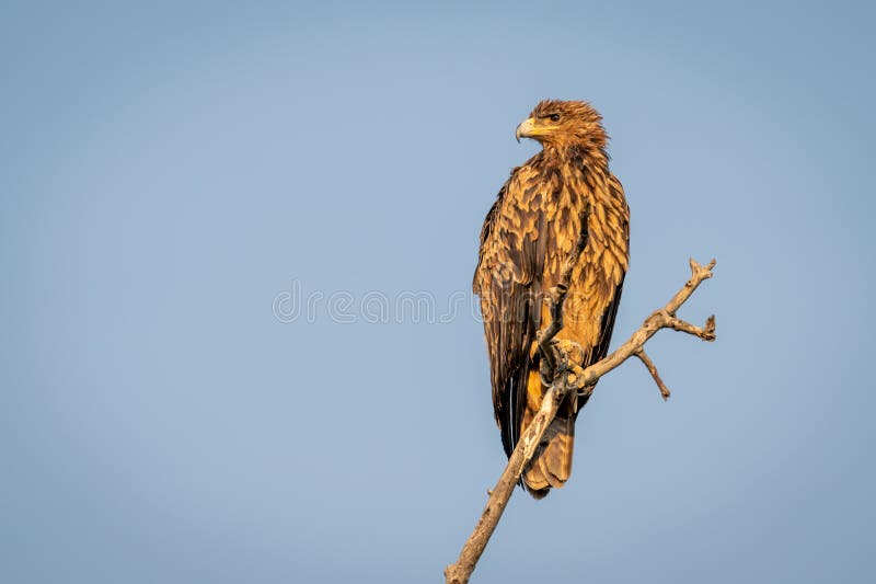 Tawny Eagle on Dead Branch Turning Left Stock Photo - Image of trees ...