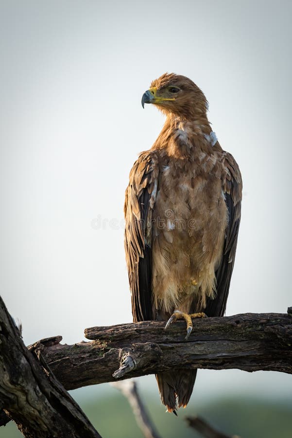 Tawny Eagle Facing Left on Dead Branch Stock Photo - Image of tarangire ...