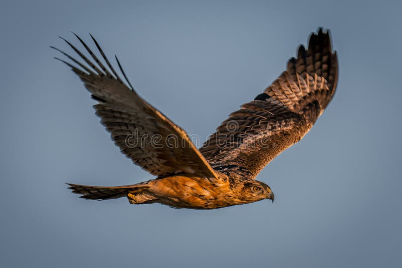 Tawny Eagle Flies Across Clear Blue Sky Stock Photo - Image of flies ...