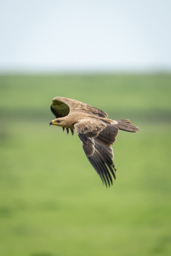 Tawny Eagle Flies Across Savannah Lowering Wings Stock Photo - Image of ...