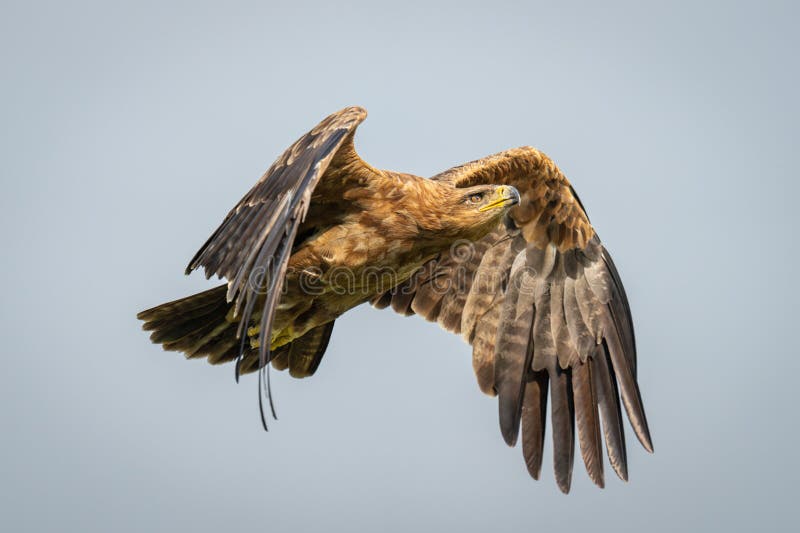 Tawny Eagle Flies Across Sky Lifting Wings Stock Photo - Image of ...