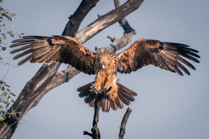 Tawny Eagle Lands on Tree in Sunshine Stock Image - Image of rapax ...