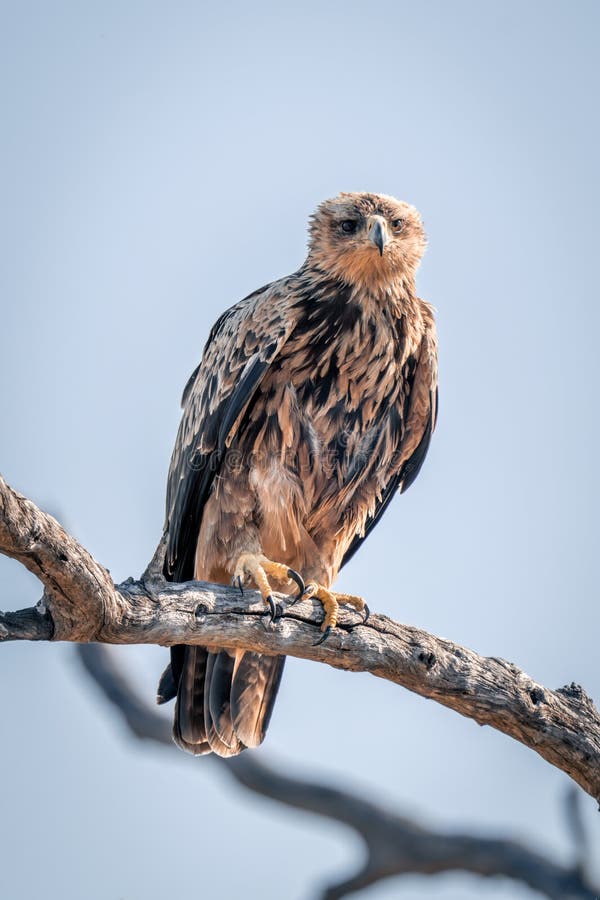 Tawny Eagle Lifting Foot on Dead Branch Stock Image - Image of national ...