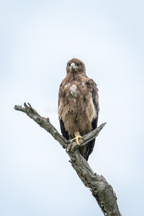 Tawny Eagle on One Leg on Stump Stock Image - Image of eagle, safari ...