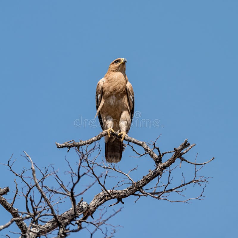 Tawny Eagle stock image. Image of hawk, feather, african - 139530173