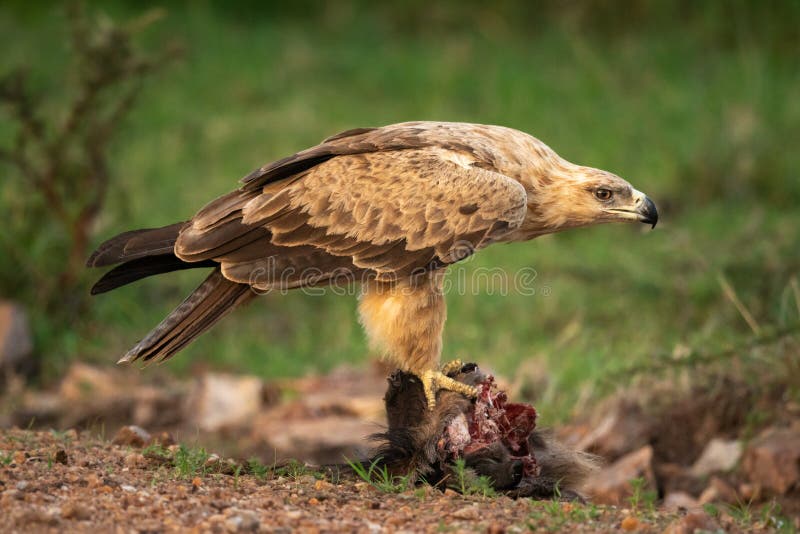 Tawny Eagle Perches on Kill Crouching Low Stock Image - Image of aquila ...