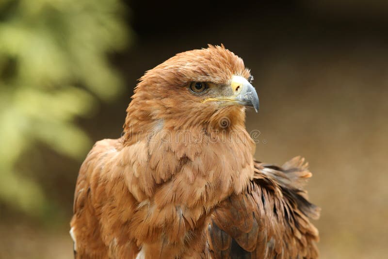 Tawny Eagle stock photo. Image of endangered, africa - 57449676