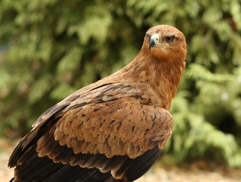 Tawny Eagle stock image. Image of bird, rapox, fauna - 77557111