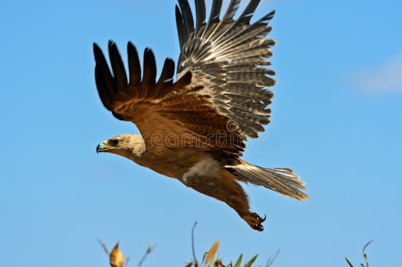Tawny Eagle stock image. Image of birds, travel, steppe - 60122571