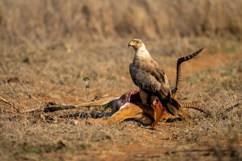 Tawny Eagle Stands on Dead Common Impala Stock Image - Image of nature ...