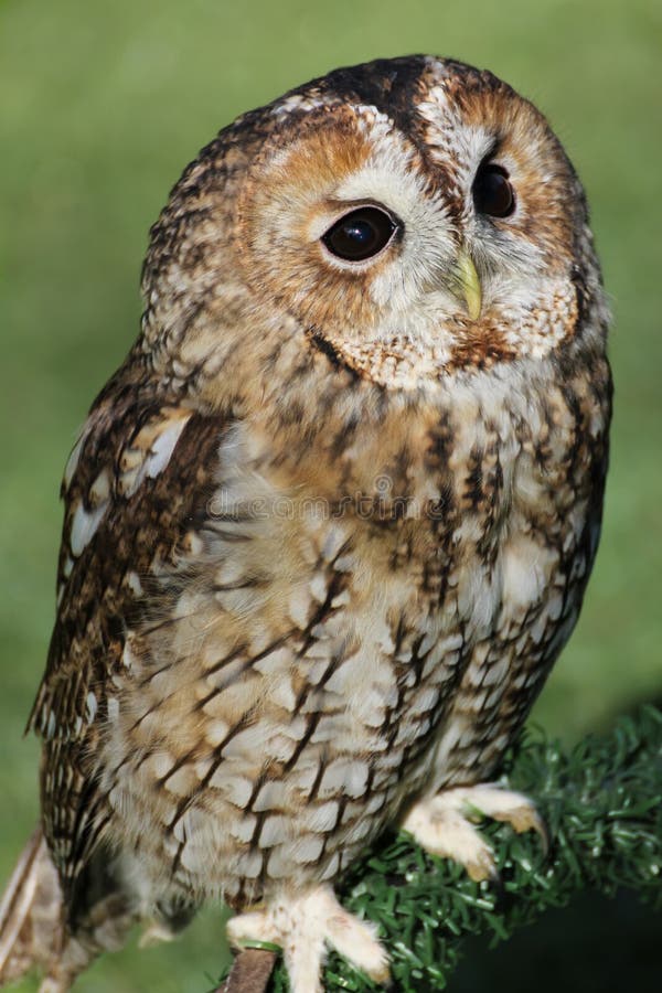 Braune Farbe Des Waldkauzes Stockbild - Bild von braune, waldkauzes ...
