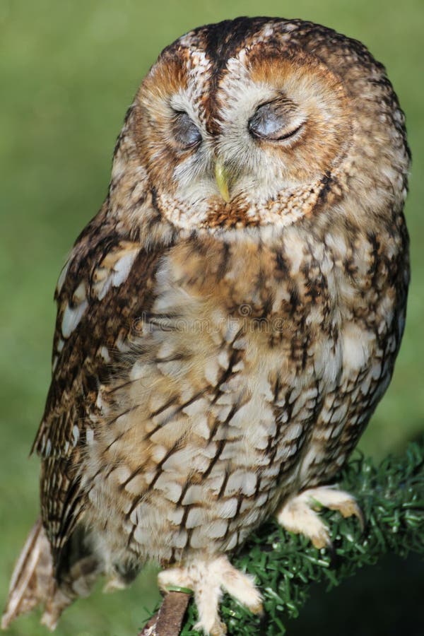 Tawny Eule Oder Braune Eule Stockfoto - Bild von afrikanisch, vogel ...