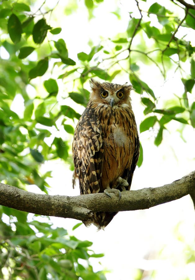 Tawny Fish Owl with All the Three Eyelid Open Stock Image - Image of ...