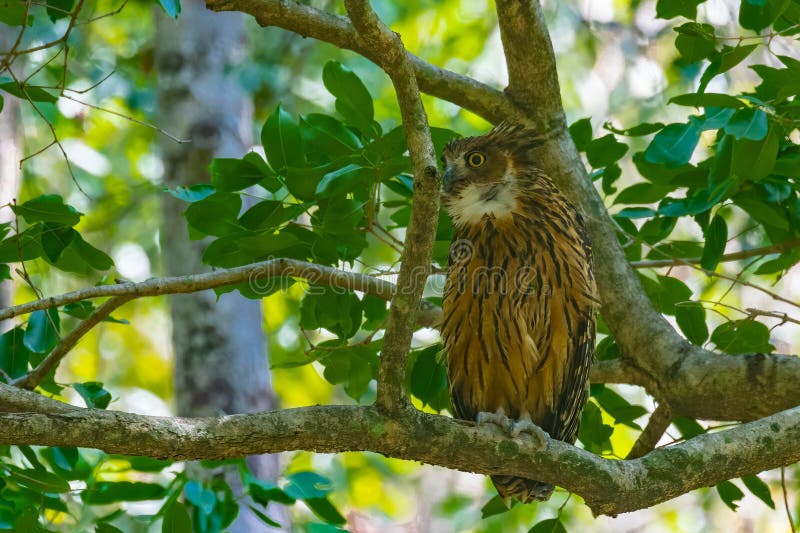 A Tawny Fish Owl looking stock image. Image of common - 284818243
