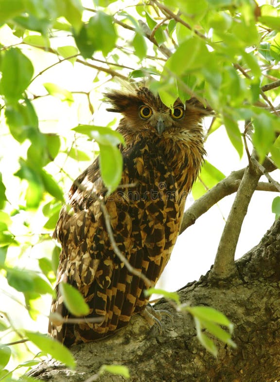 Tawny Fish Owl Perched on a Tree Stock Photo - Image of reddish ...