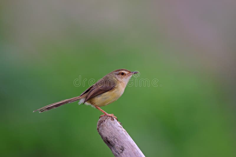 Tawny-flanked Prinia, Prinia Subflava Stock Photo - Image of bird ...