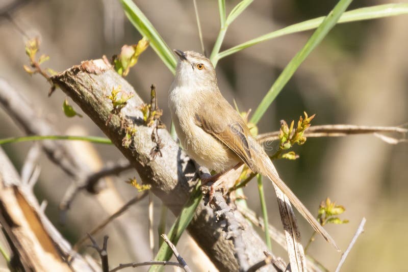Tawny Flanked Prinia Nest Stock Photos - Free & Royalty-Free Stock ...