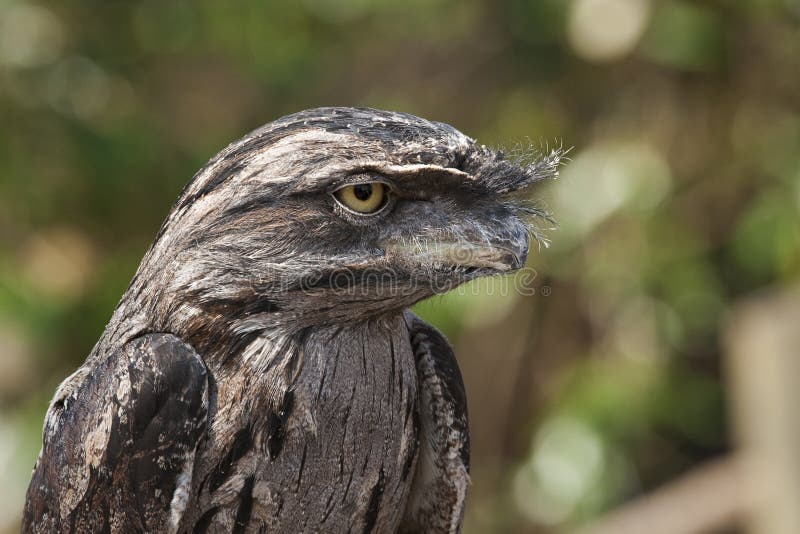 Tawny Froghead stock photo. Image of eyes, bird, freedom - 8884880
