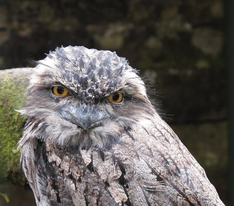 Tawny Frogmouth Owl Podargus Strigoides Stock Image - Image of beak ...