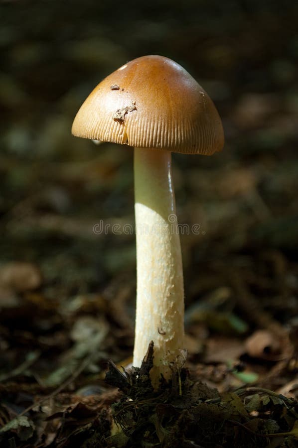 Tawny Grisette (amanita Fulva) Stock Image - Image of fungus, mushroom ...