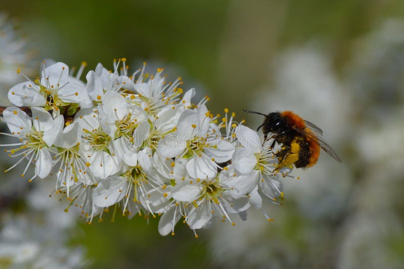 Tawny mining bee in spring stock photo. Image of flower - 125077452