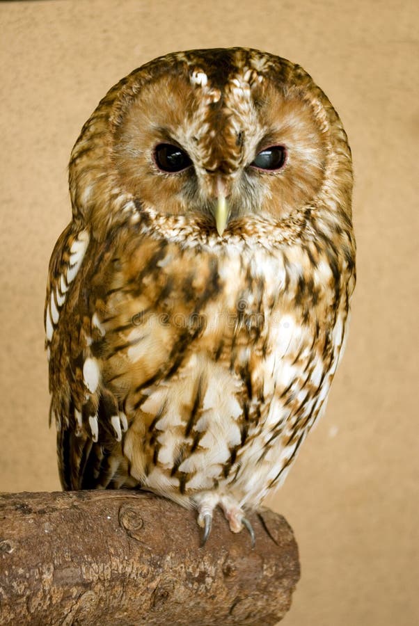 Tawny Owl stock image. Image of white, bird, brown, color - 13699925