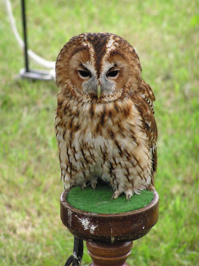 Tawny Owl stock photo. Image of eyes, hunter, wing, prey - 150452