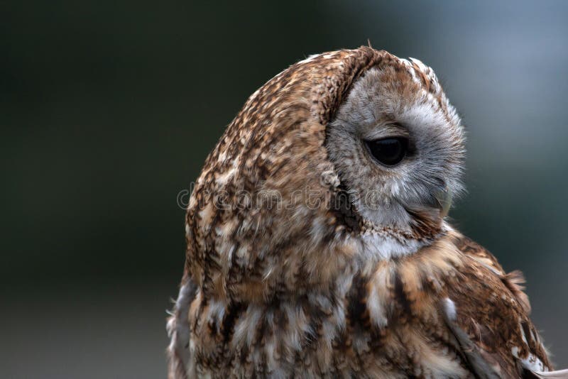Tawny Owl stock photo. Image of eyes, feathers, tawny - 20668292