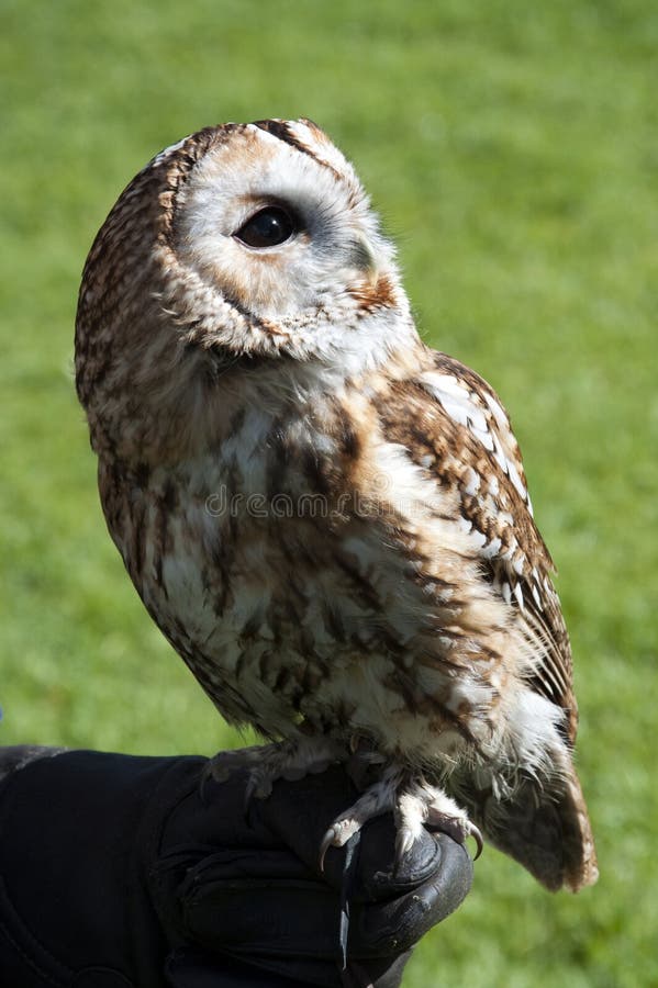 Tawny Owl stock image. Image of eyes, perch, animal, feathers - 24327303
