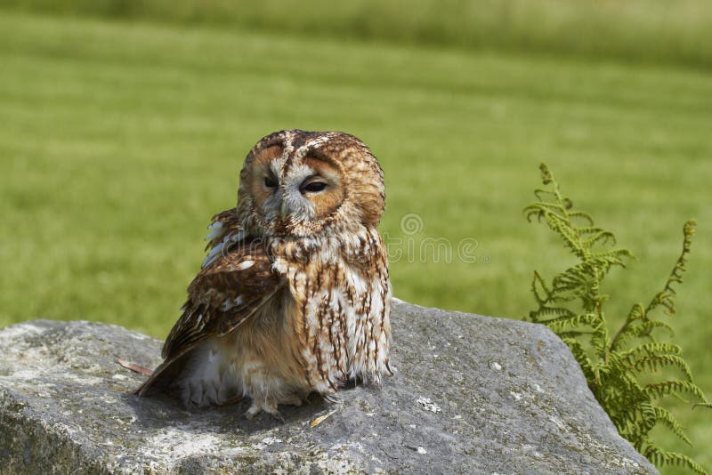 Tawny Owl. stock image. Image of brown, tawny, avian - 25694627