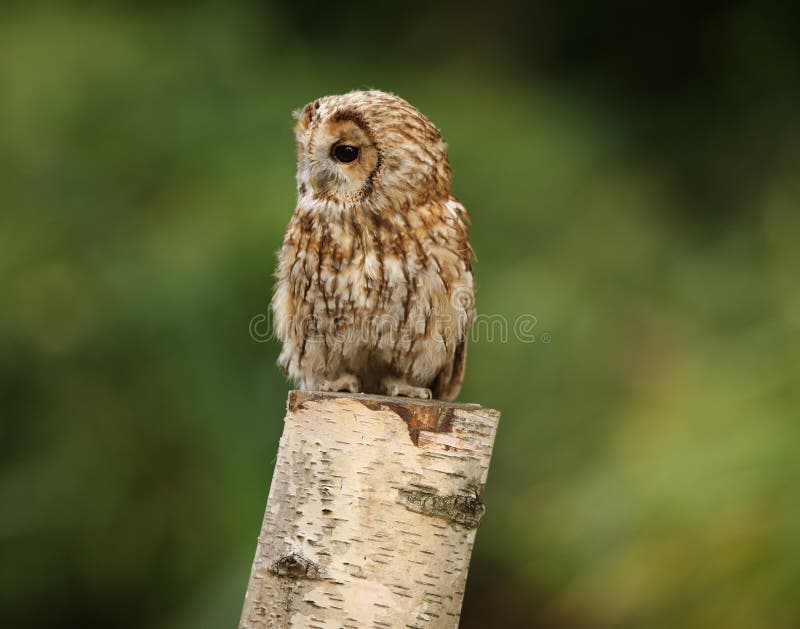 Tawny Owl stock image. Image of tawny, cute, wildlife - 26841419