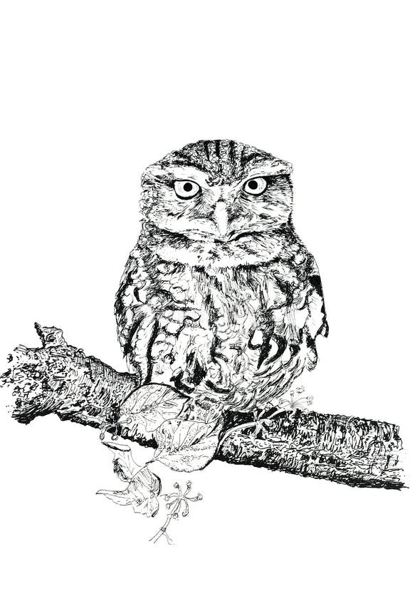 Tawny Owl Bird Stock Illustrations – 758 Tawny Owl Bird Stock ...