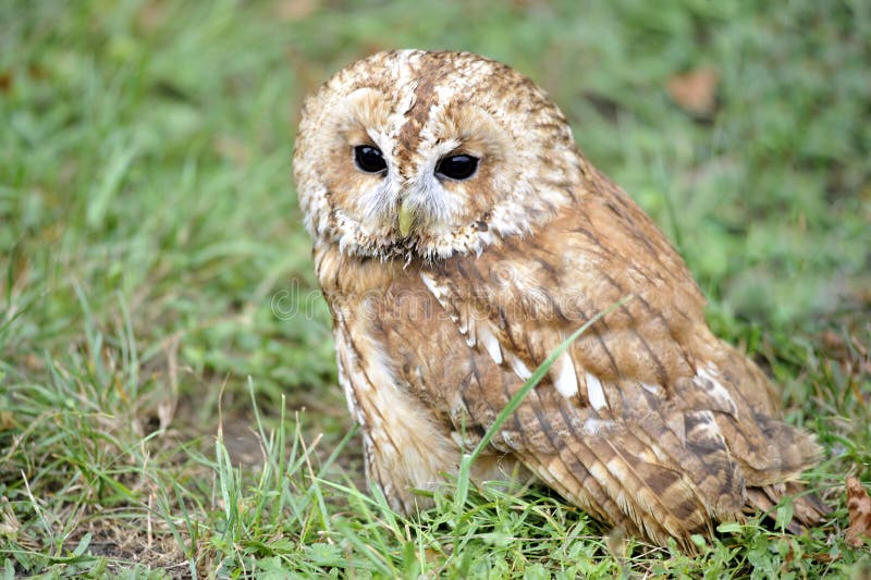 Tawny owl stock photo. Image of rain, looking, bird, nature - 6468368