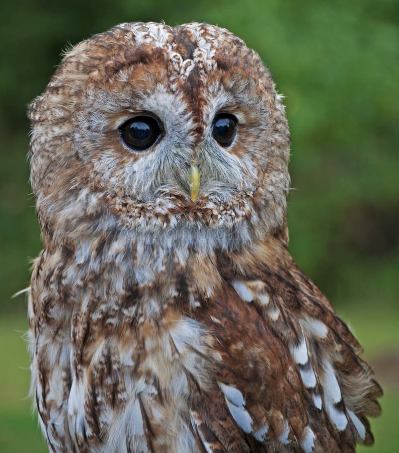 Tawny Owls stock photo. Image of birds, branch, tawny - 21440158