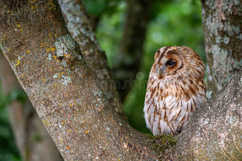 Tawny Owl, Also Known As a Brown Owl, Strix Aluco Stock Photo - Image ...