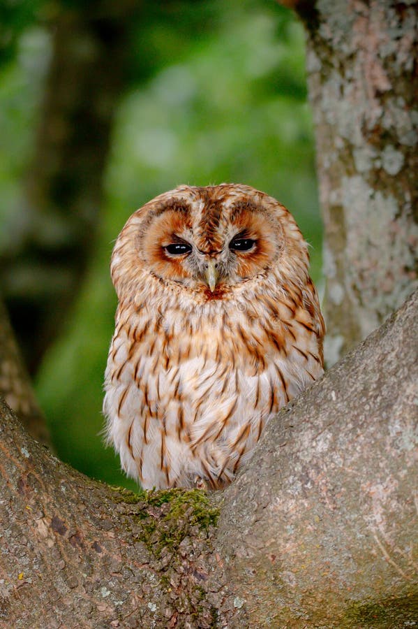 Tawny Owl, Also Known As a Brown Owl, Strix Aluco Stock Photo - Image ...