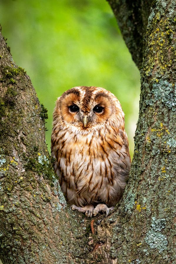 Tawny Owl, Also Known As a Brown Owl, Strix Aluco Stock Photo - Image ...
