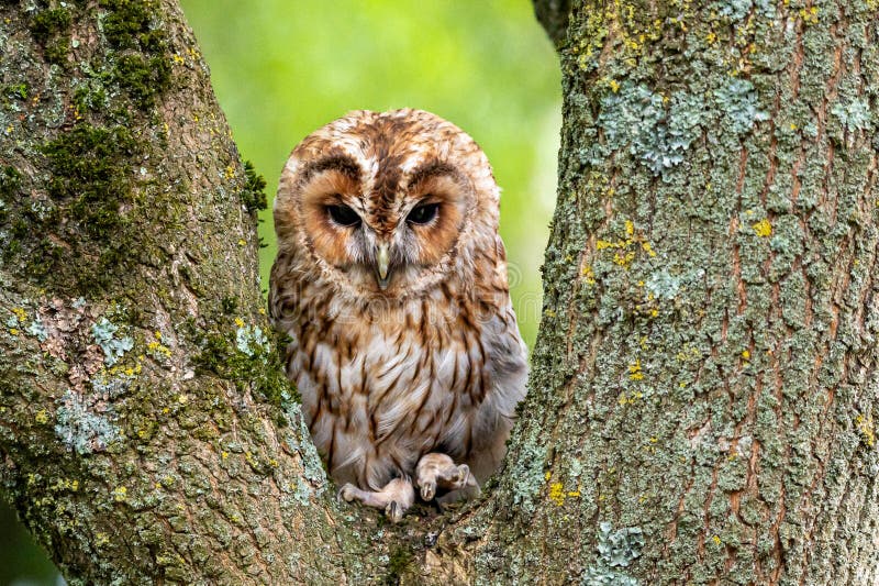 Tawny Owl, Also Known As a Brown Owl, Strix Aluco Stock Photo - Image ...