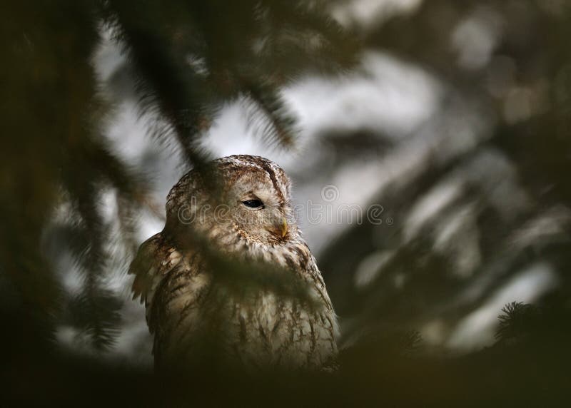 Tawny Owl Behind Coniferous Tree Stock Photo - Image of tawny, feathers ...